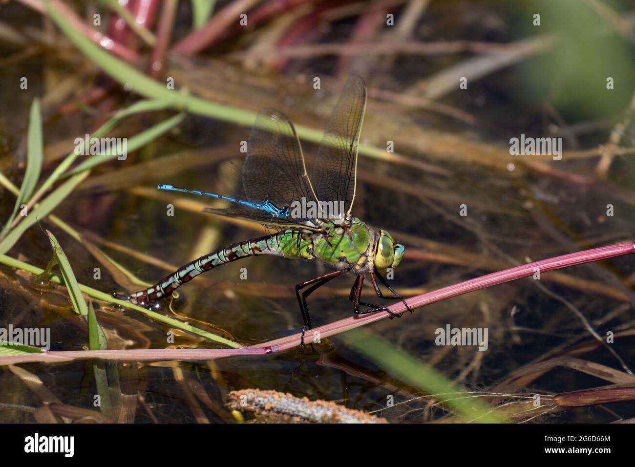 Femelle pondant des oeufs Banque de photographies et d’images à haute résolution - Alamy
