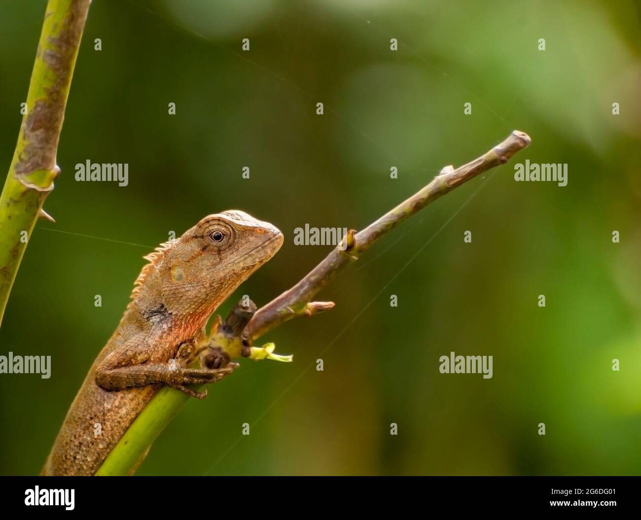 Gecko sur un arbre Banque de photographies et d’images à haute ...