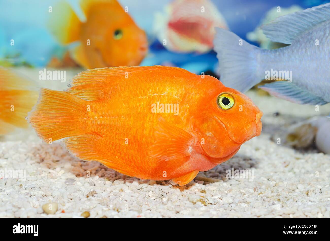 écailles de poisson perroquet Banque de photographies et d’images à ...