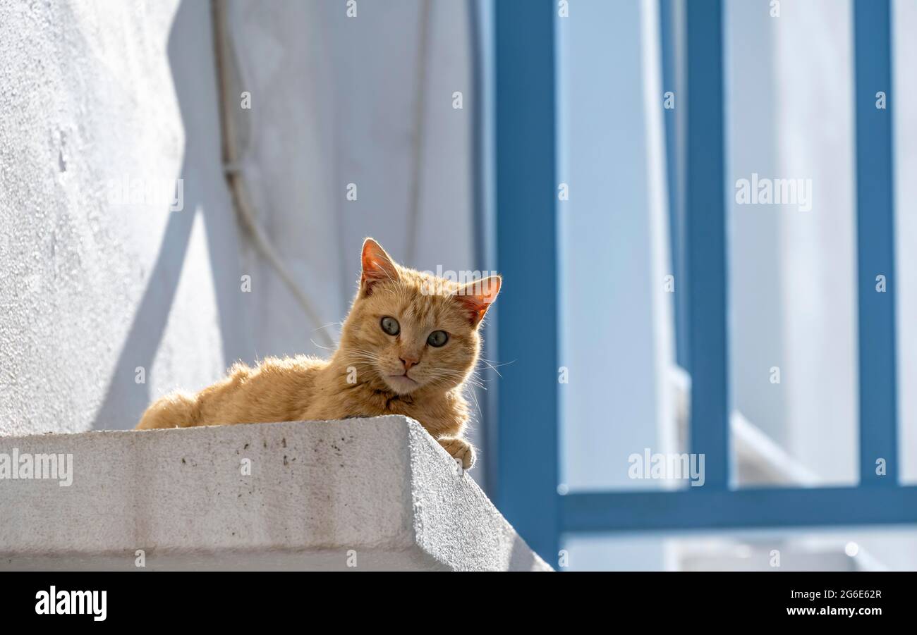 Chat de mer Banque de photographies et d’images à haute résolution - Alamy