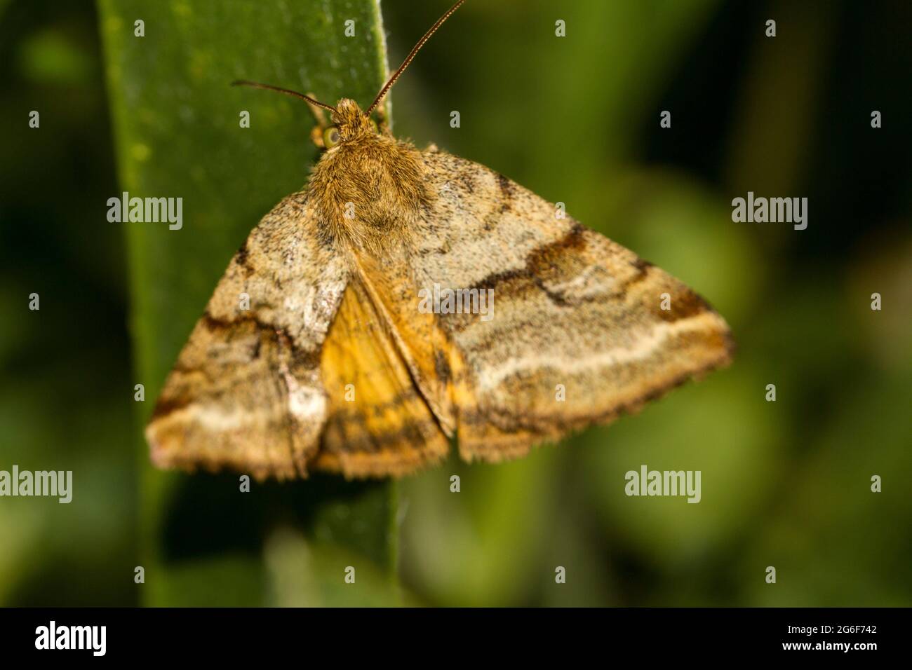 Insecte nocturne Banque de photographies et d’images à haute résolution ...