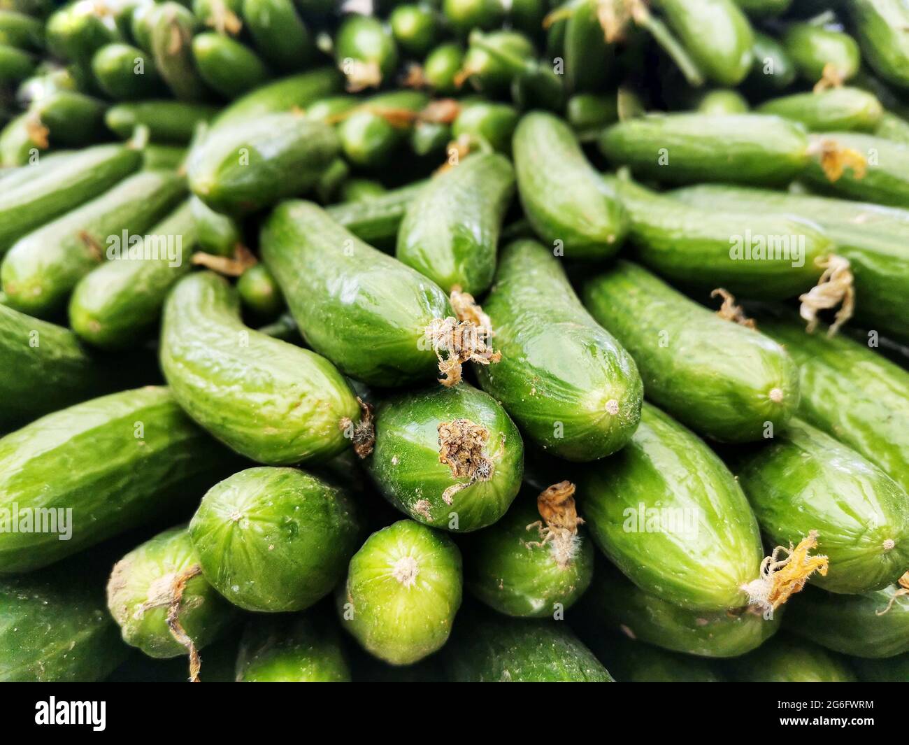 Salade de concombre chinois Banque de photographies et d’images à haute ...