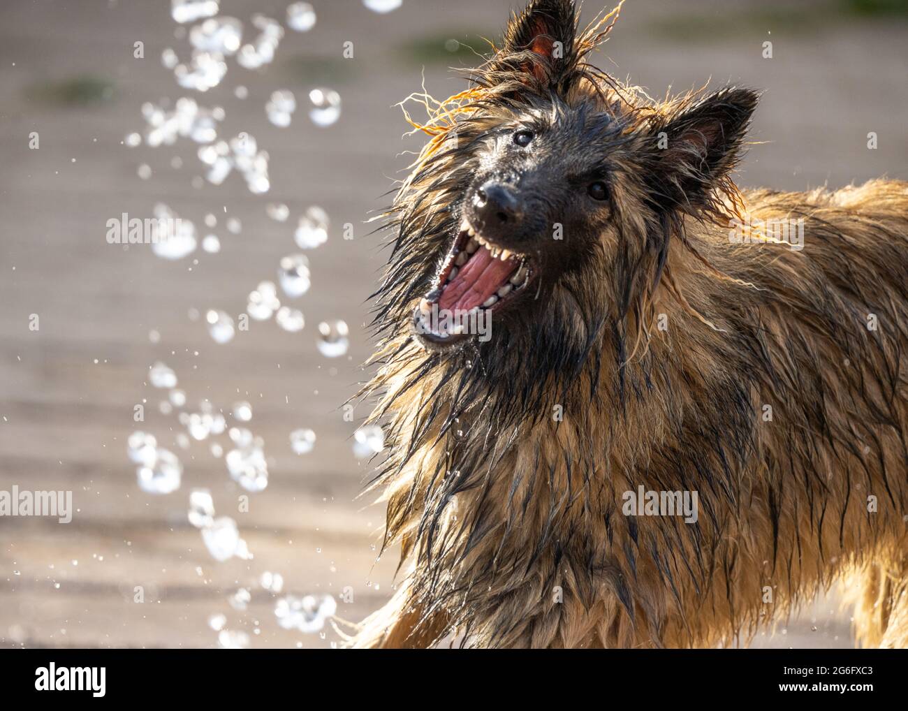 Chien enragé Banque de photographies et d’images à haute résolution - Alamy