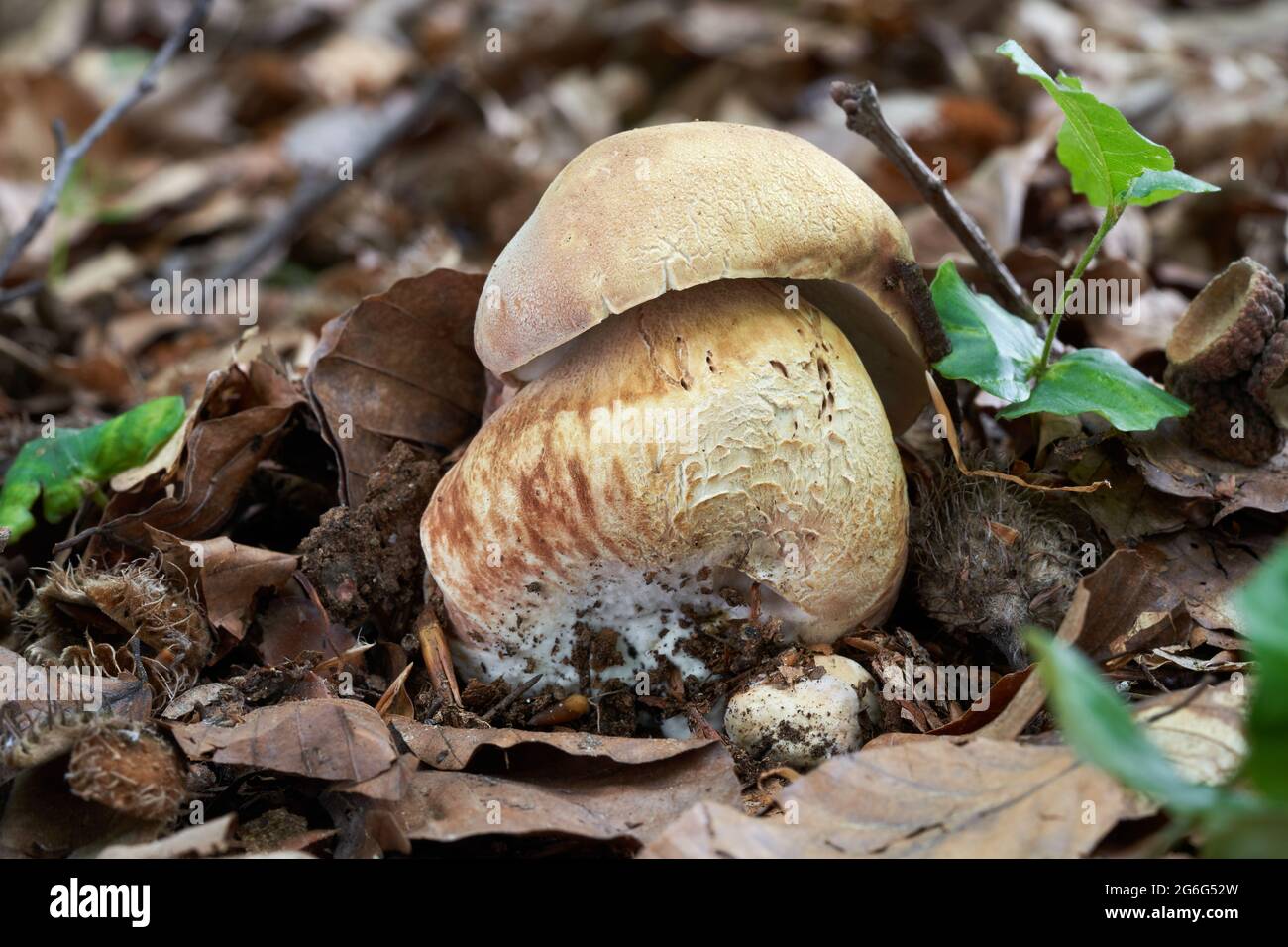 Champignon comestible Boletus pinophilus en forêt. Connu sous le nom de ...
