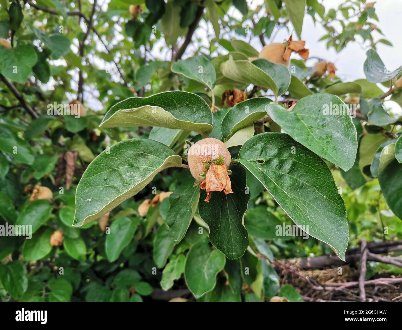 Feuille de coing Banque de photographies et d’images à haute résolution ...