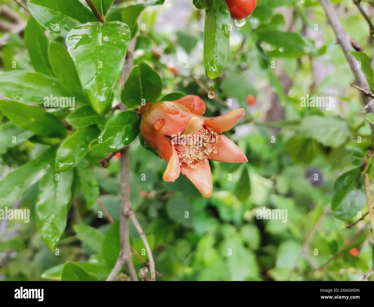 Arbre de grenade. Fleur de grenade. Fleur de grenade rouge et feuilles ...