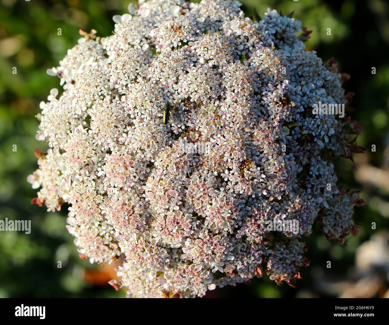Fleur de carotte Banque de photographies et d’images à haute résolution ...