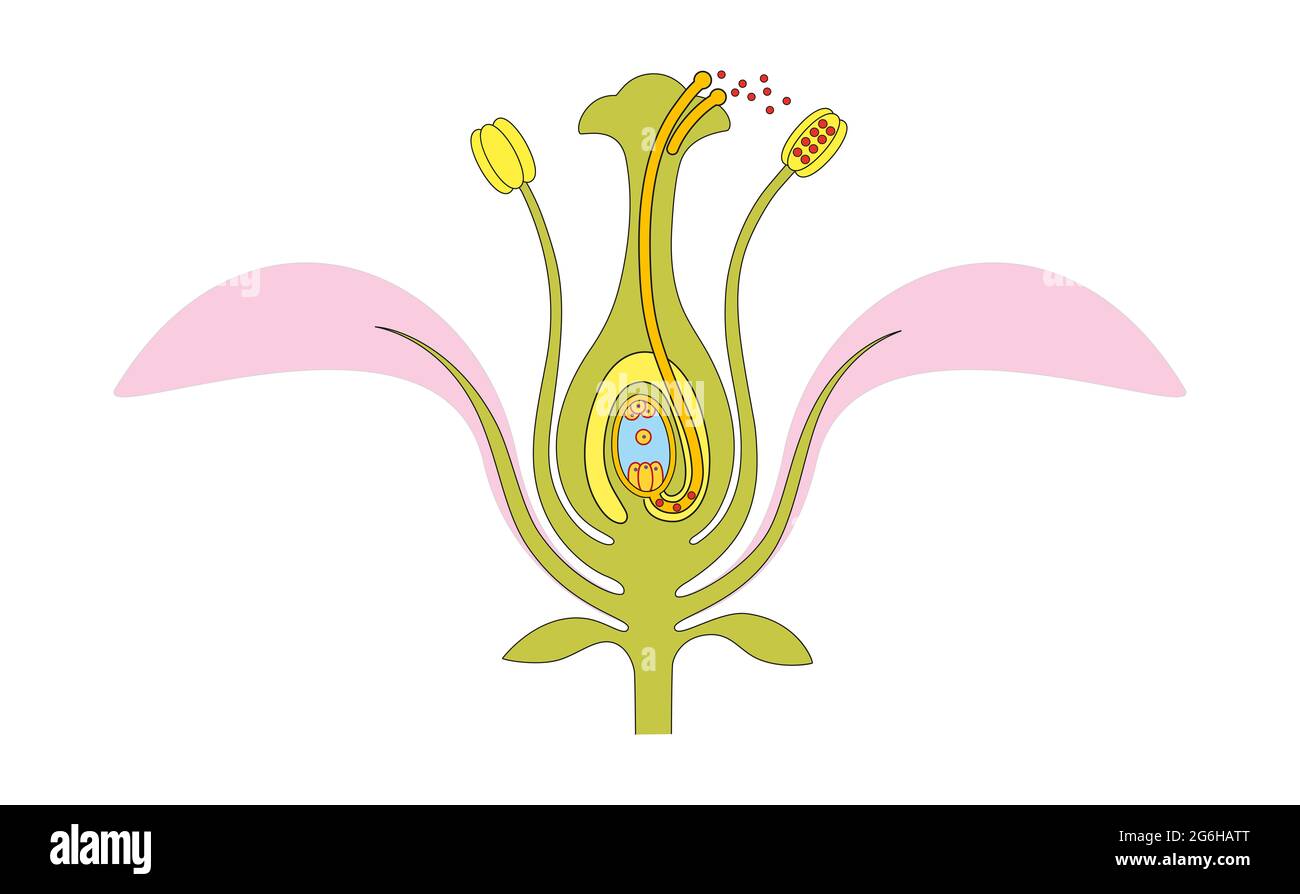 Schéma fécondation fleur Banque de photographies et d’images à haute ...