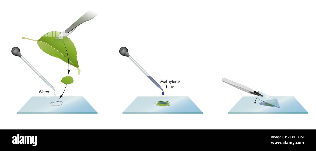 Comment préparer les lames de microscope pour l'examen des cellules ...