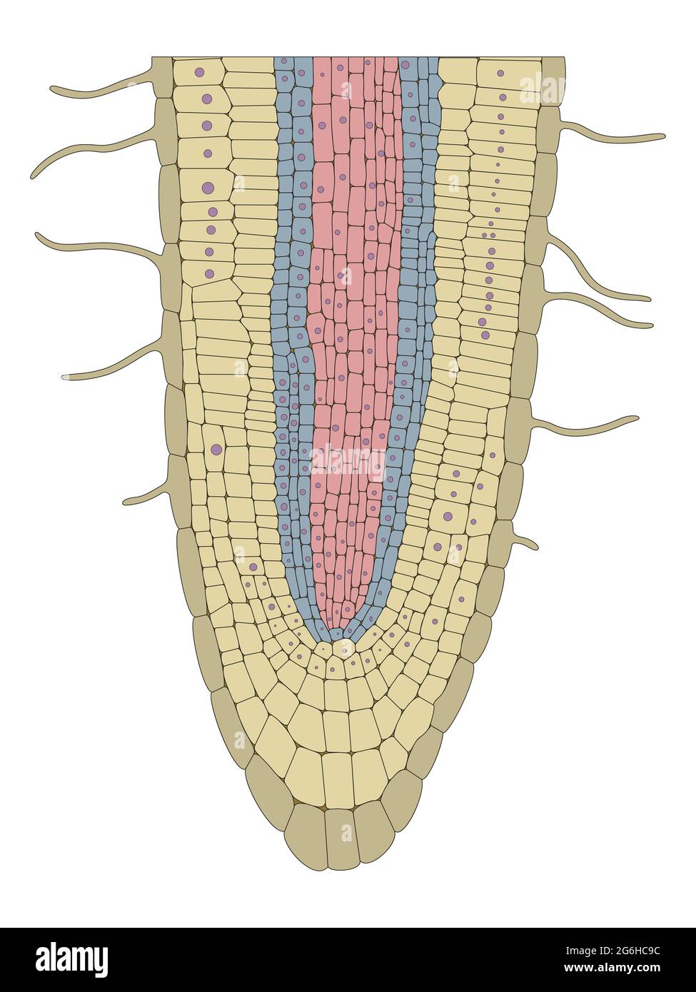 Cellule de racine Banque de photographies et d’images à haute ...