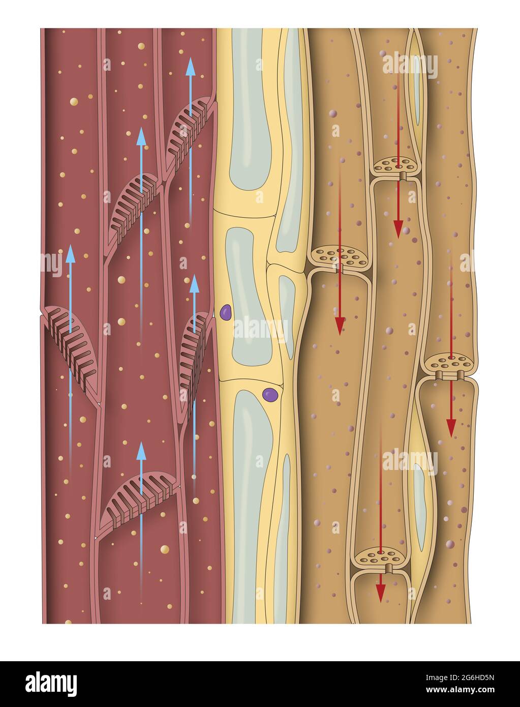 Trachéides de vaisseaux Banque de photographies et d’images à haute ...