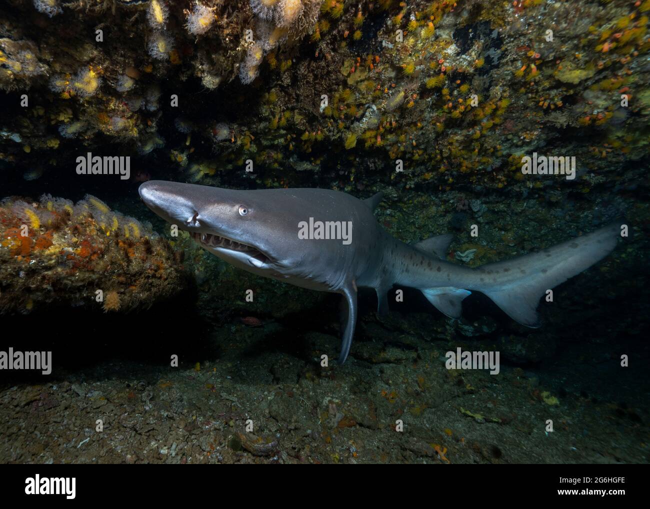 Requin tigre de sable carcharias taurus Banque de photographies et d ...