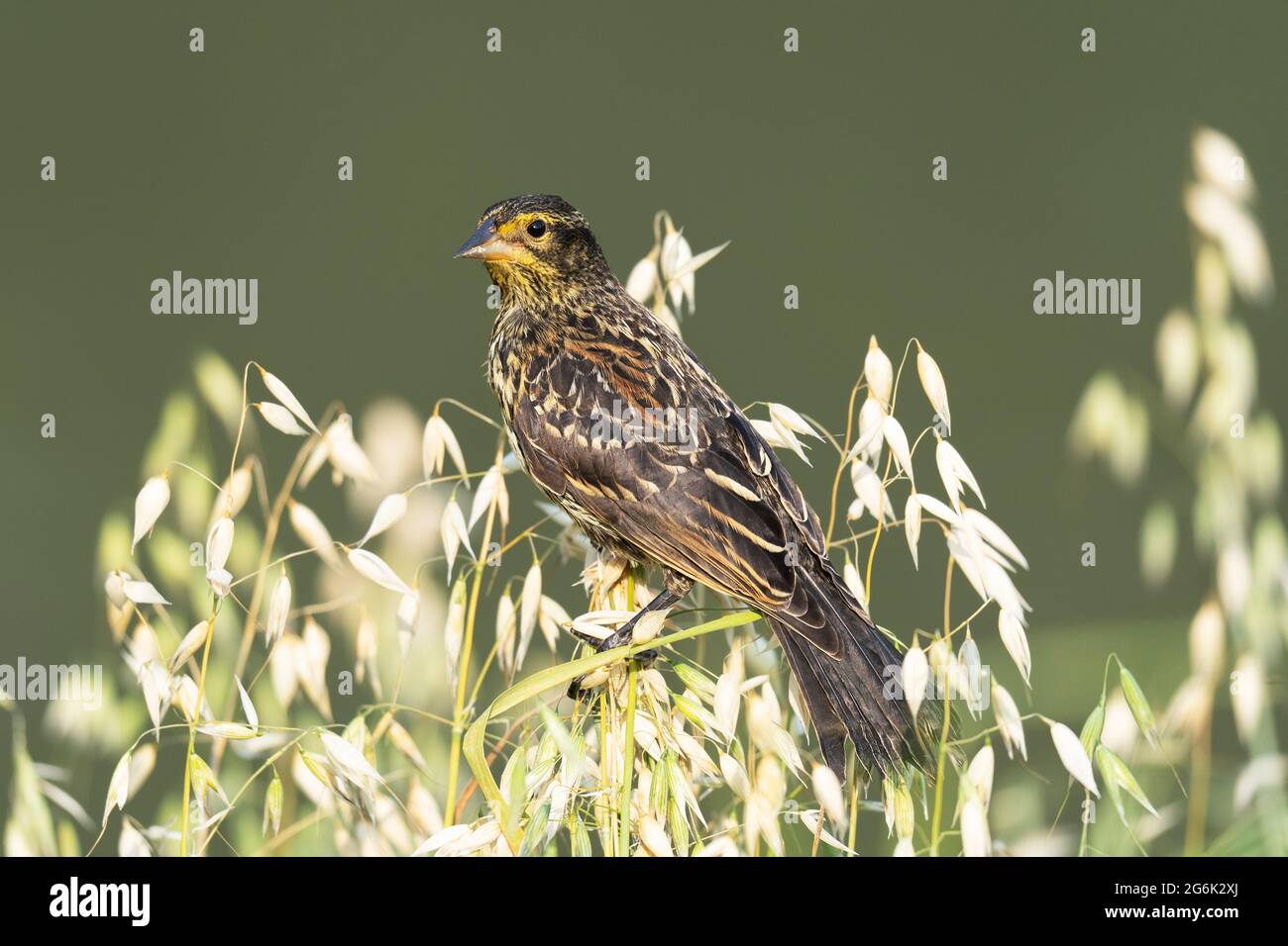 Jeune merle femelle Banque de photographies et d’images à haute ...