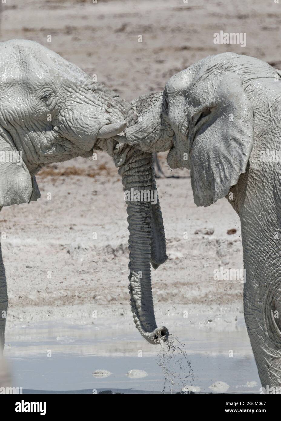 Terrestrial mammals Banque de photographies et d’images à haute résolution - Alamy