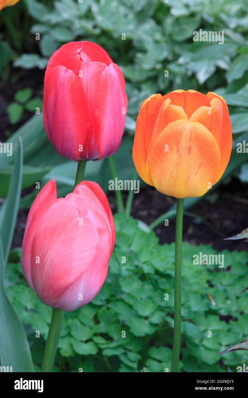 Nature québec printemps Banque de photographies et d’images à haute ...