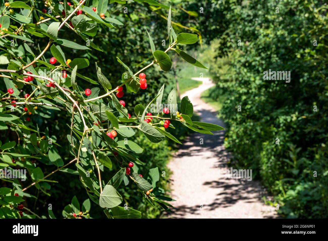 Chemin sinueux dans le jardin Banque de photographies et d’images à ...