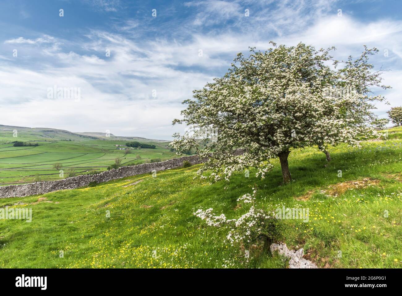 Décor agréable des arbres de Hawthorn fleuris au triple site SSSI de ...