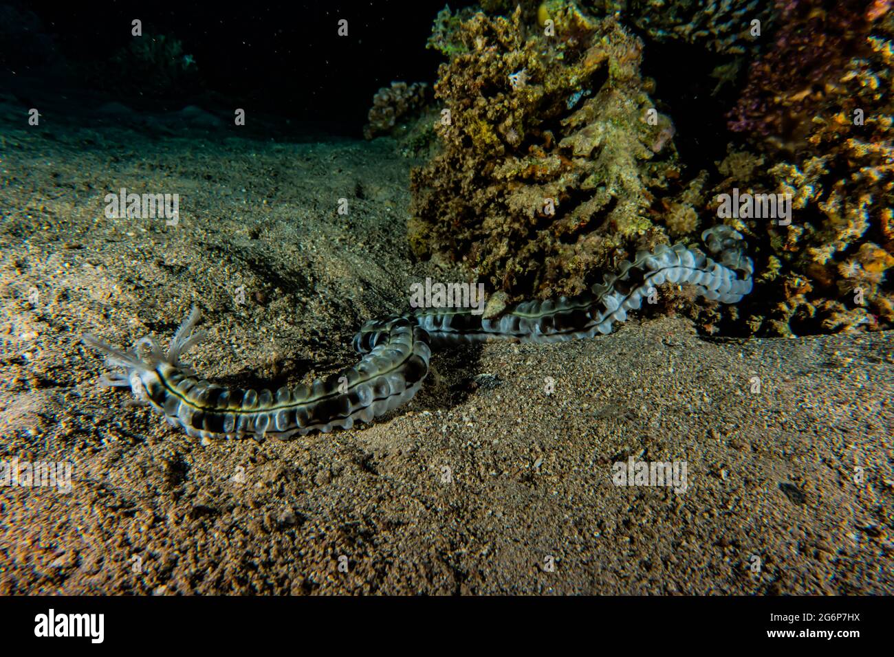 Serpent de mer rouge Banque de photographies et d’images à haute ...