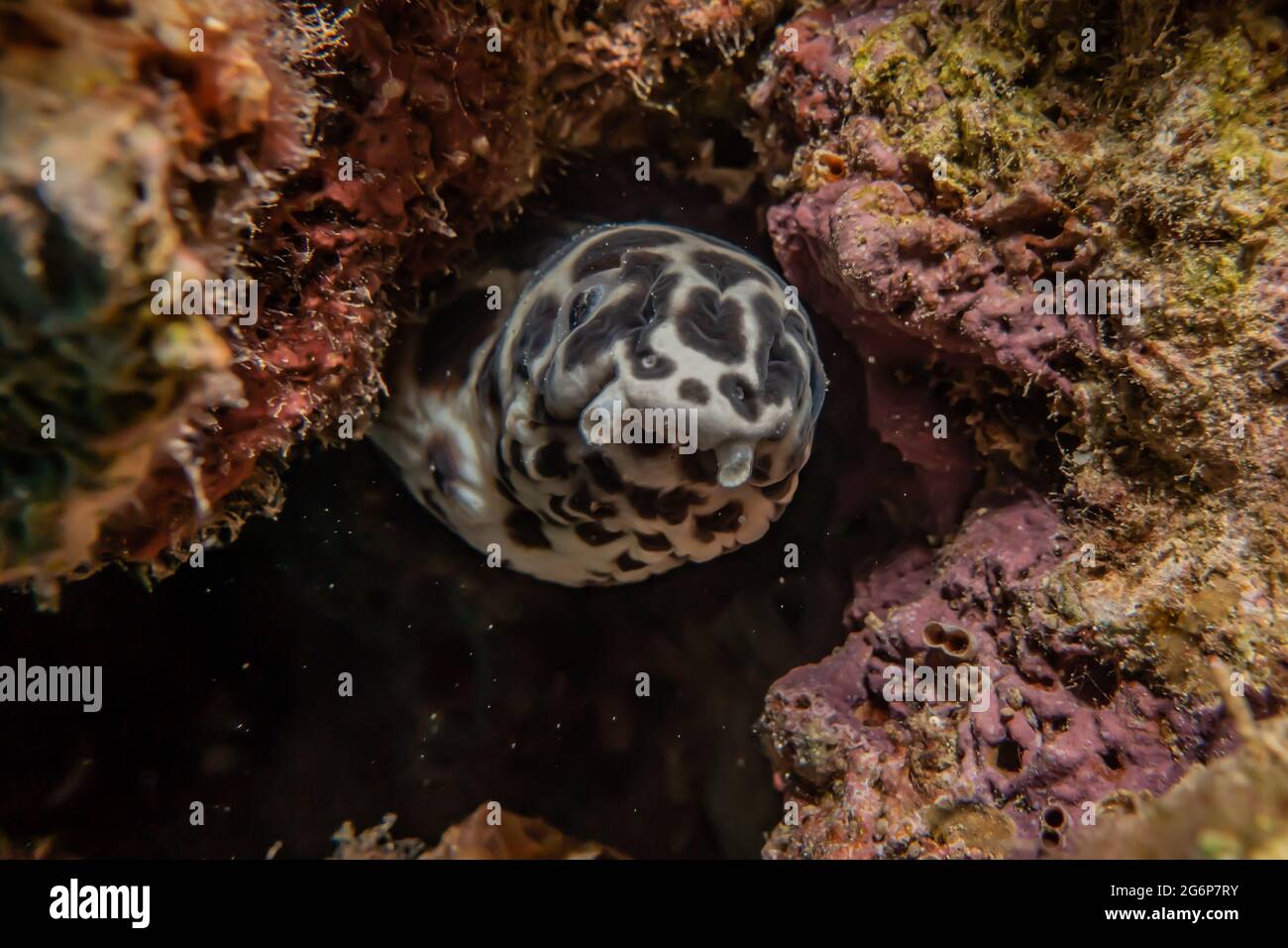 Serpent de mer rouge Banque de photographies et d’images à haute ...