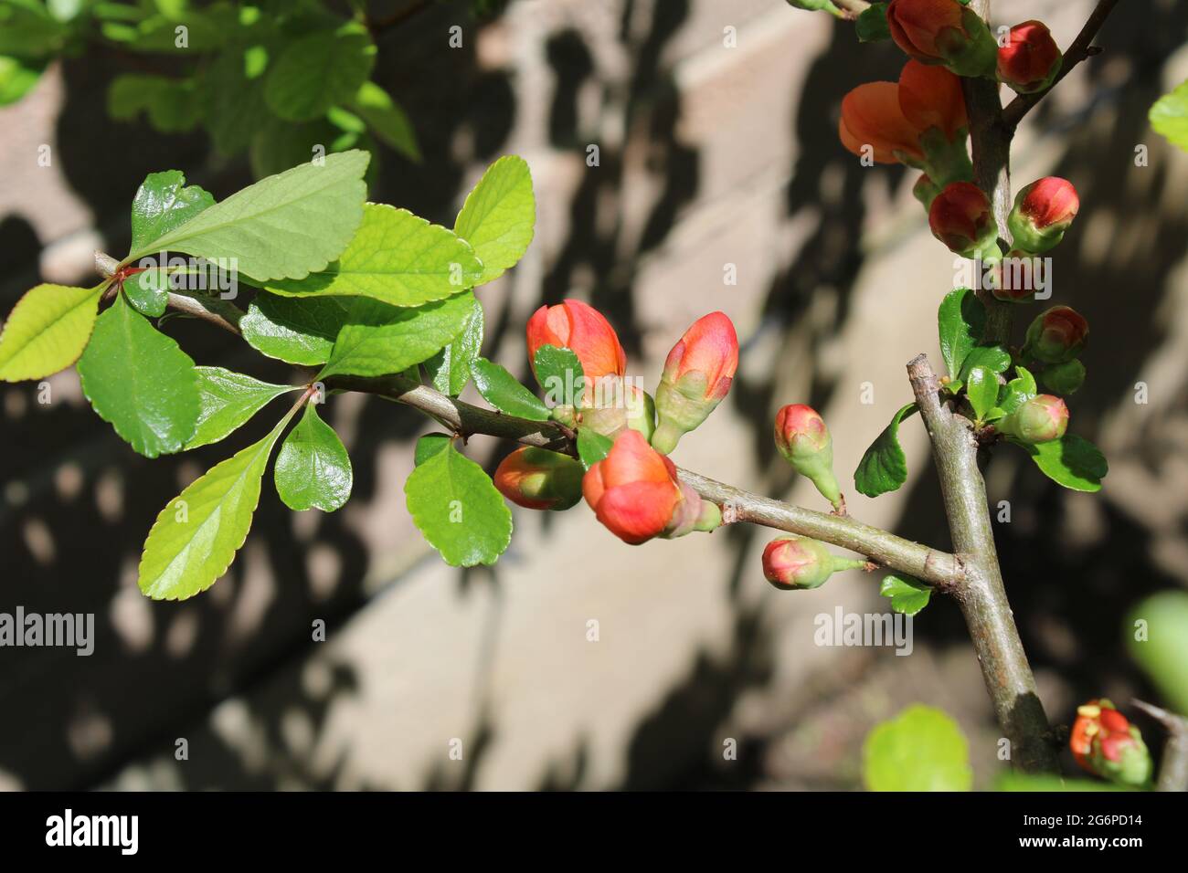 Fleur de coing rouge Banque de photographies et d’images à haute ...