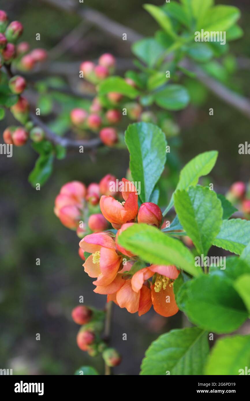 Chaenomeles speciosa orange Banque de photographies et d’images à haute ...