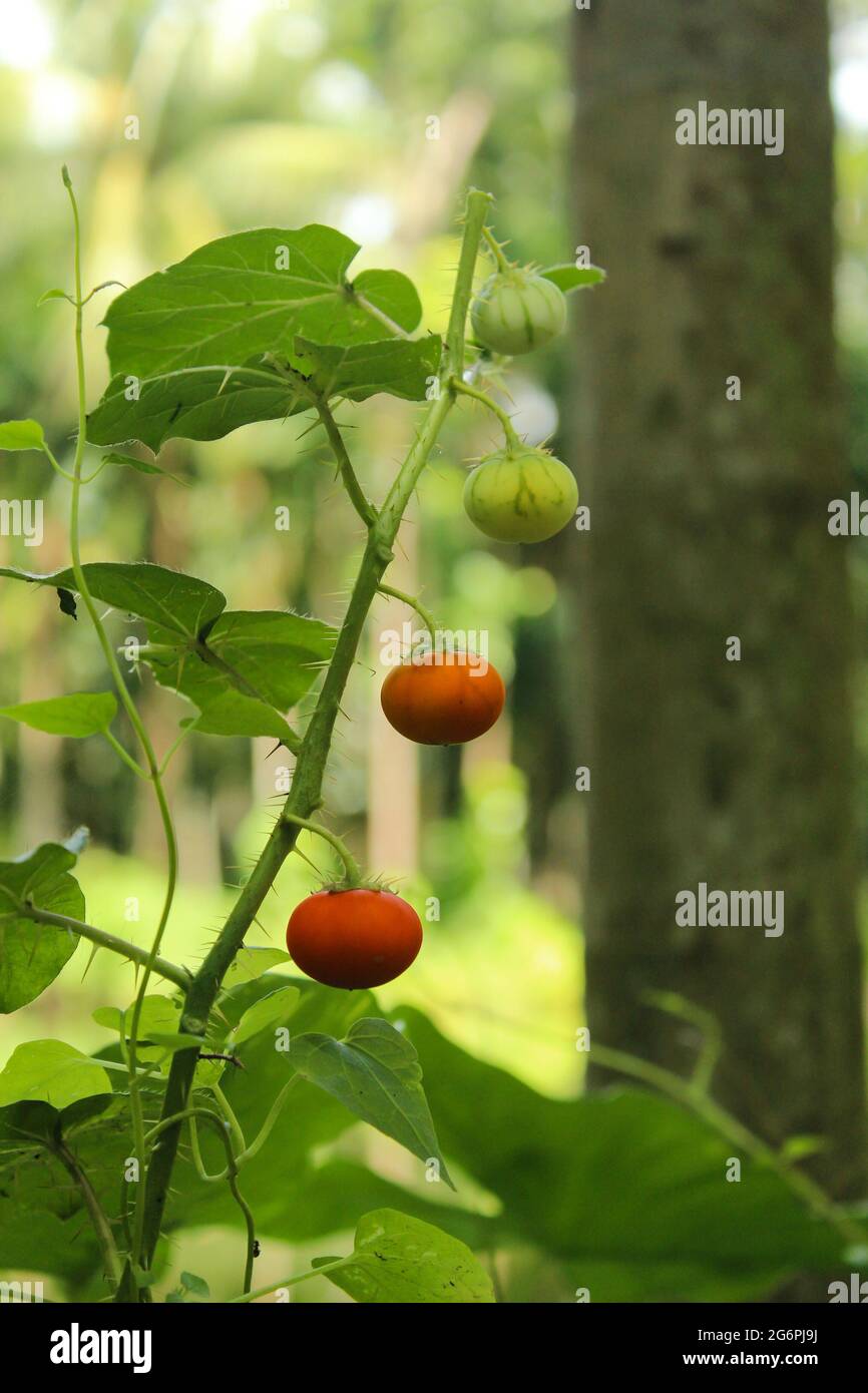 Banana flower drawing Banque de photographies et d’images à haute ...