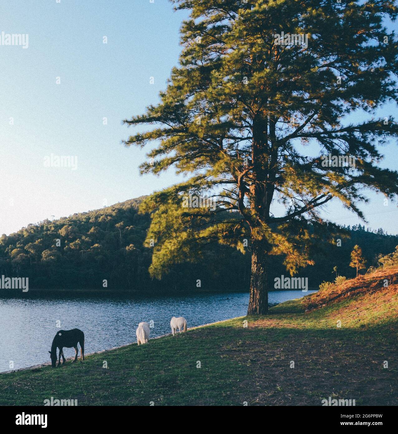 Vue naturelle de trois chevaux paître près d'un grand arbre près d'un ...