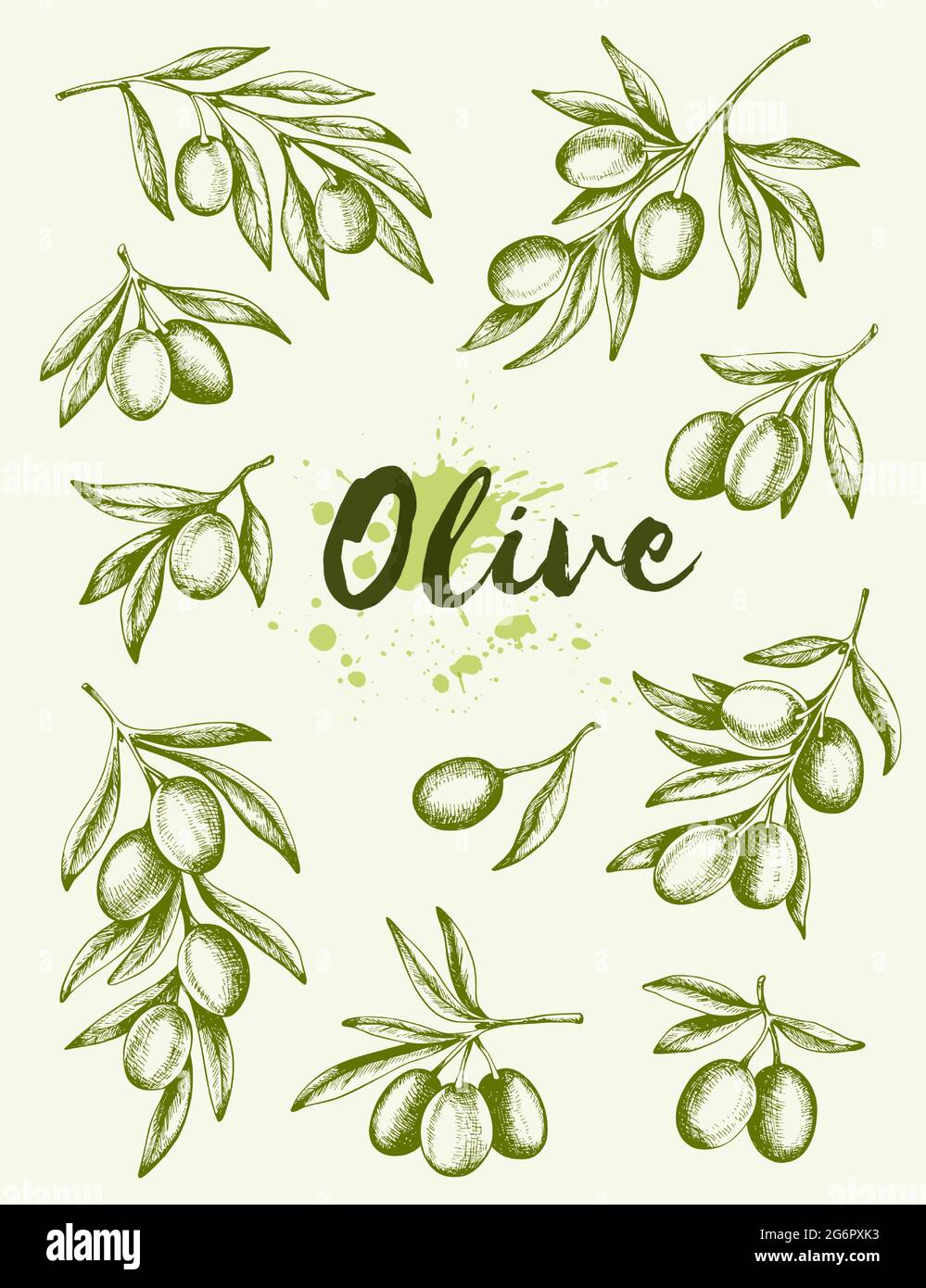 Olive tree vector vectors drawn Banque d'images vectorielles - Alamy