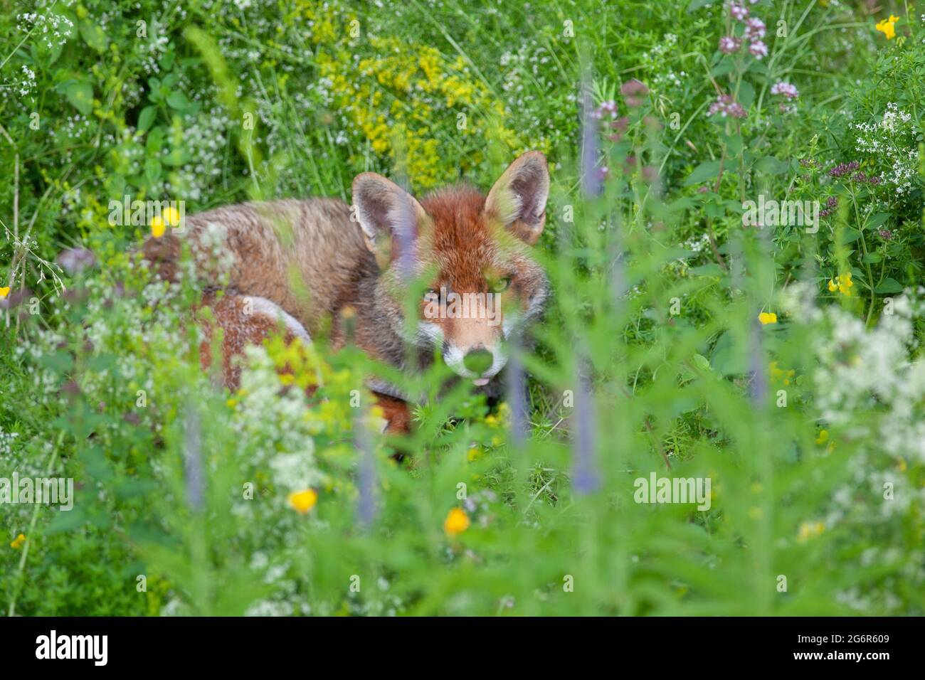 Renard et ses petits fleurs sauvages Banque de photographies et d ...