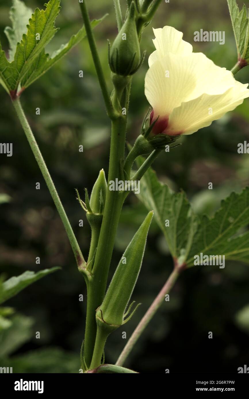 Ladies fingers plant Banque de photographies et d’images à haute ...
