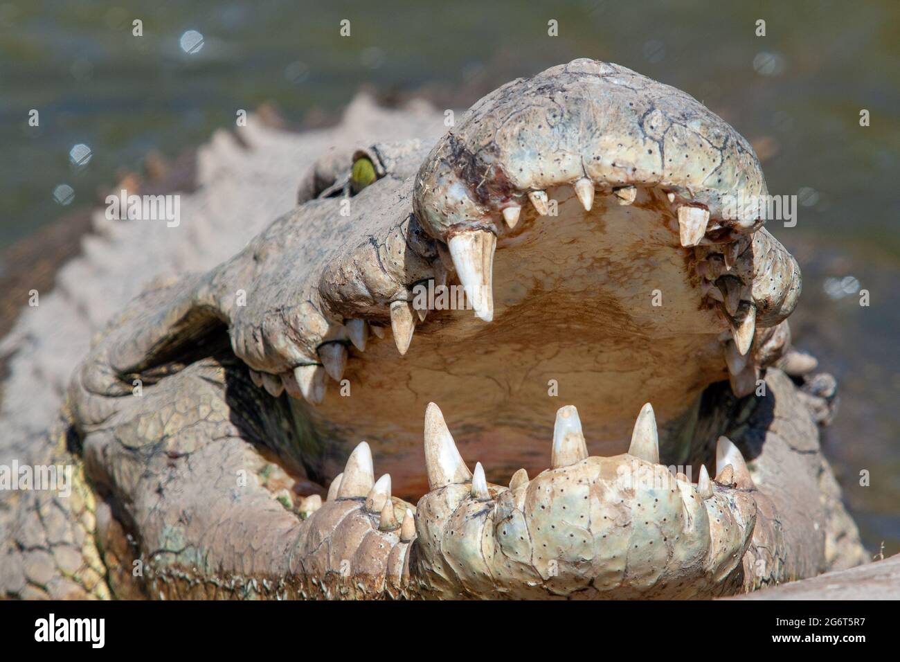 Krokodil crocodilus niloticus Banque de photographies et d’images à ...