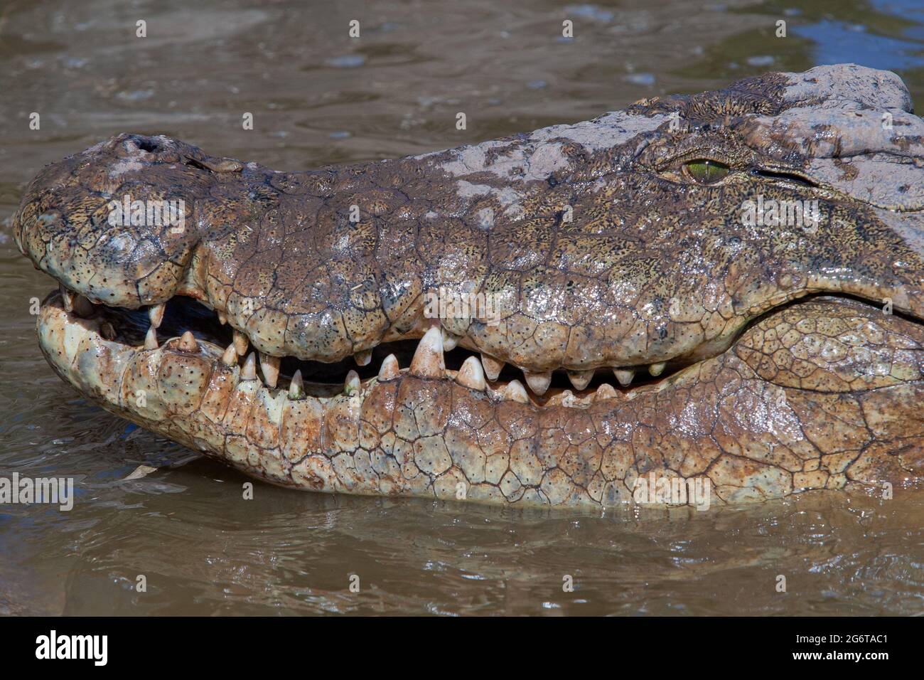 Krokodil crocodilus niloticus Banque de photographies et d’images à ...