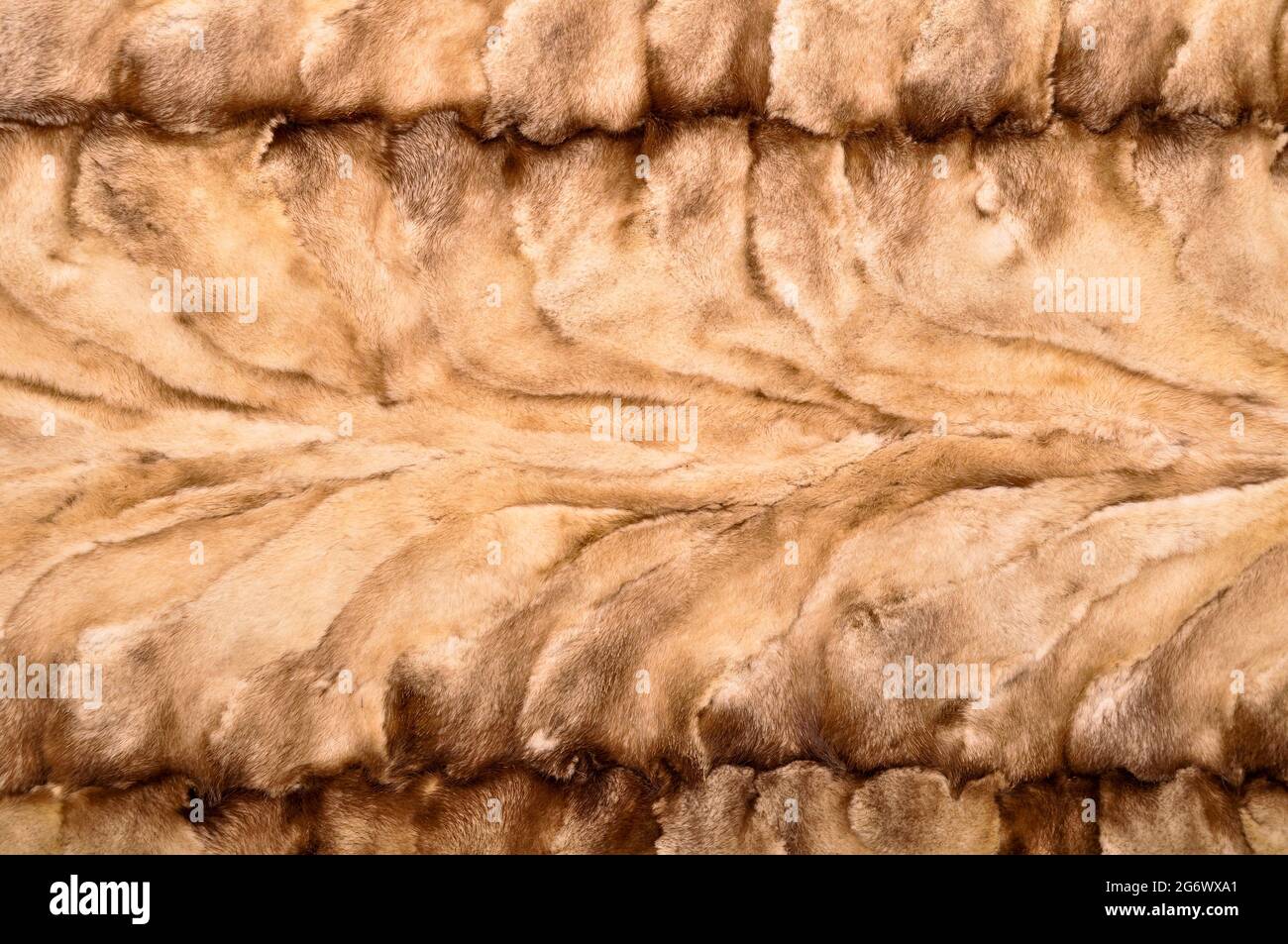 Texture de fourrure naturelle, vêtements d'extérieur de luxe pour ...