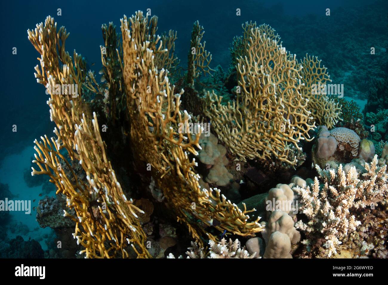 Mer de corail Banque de photographies et d’images à haute résolution ...