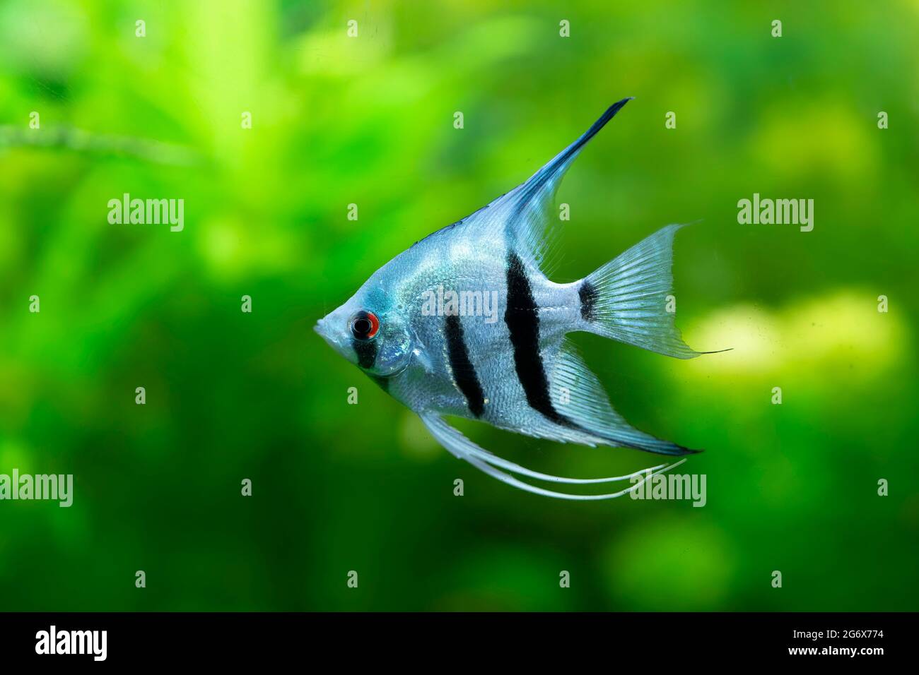 Scalare pterophyllum scalare Banque de photographies et d’images à ...