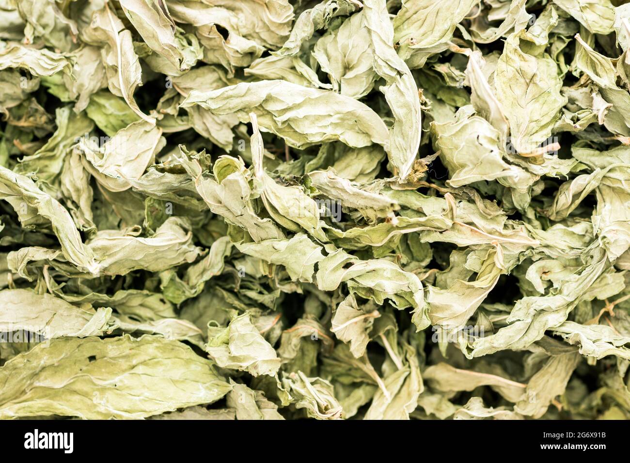 Feuilles de menthe sèches Banque de photographies et d’images à haute ...