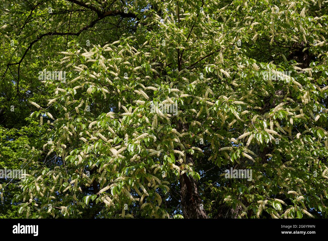 Prunus serotina leaf Banque de photographies et d’images à haute ...