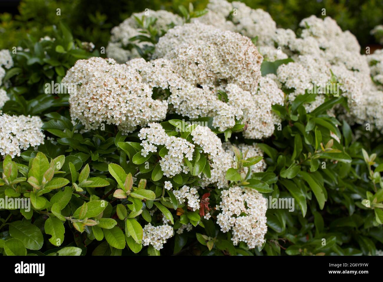 Pyracantha shrub Banque de photographies et d’images à haute résolution ...