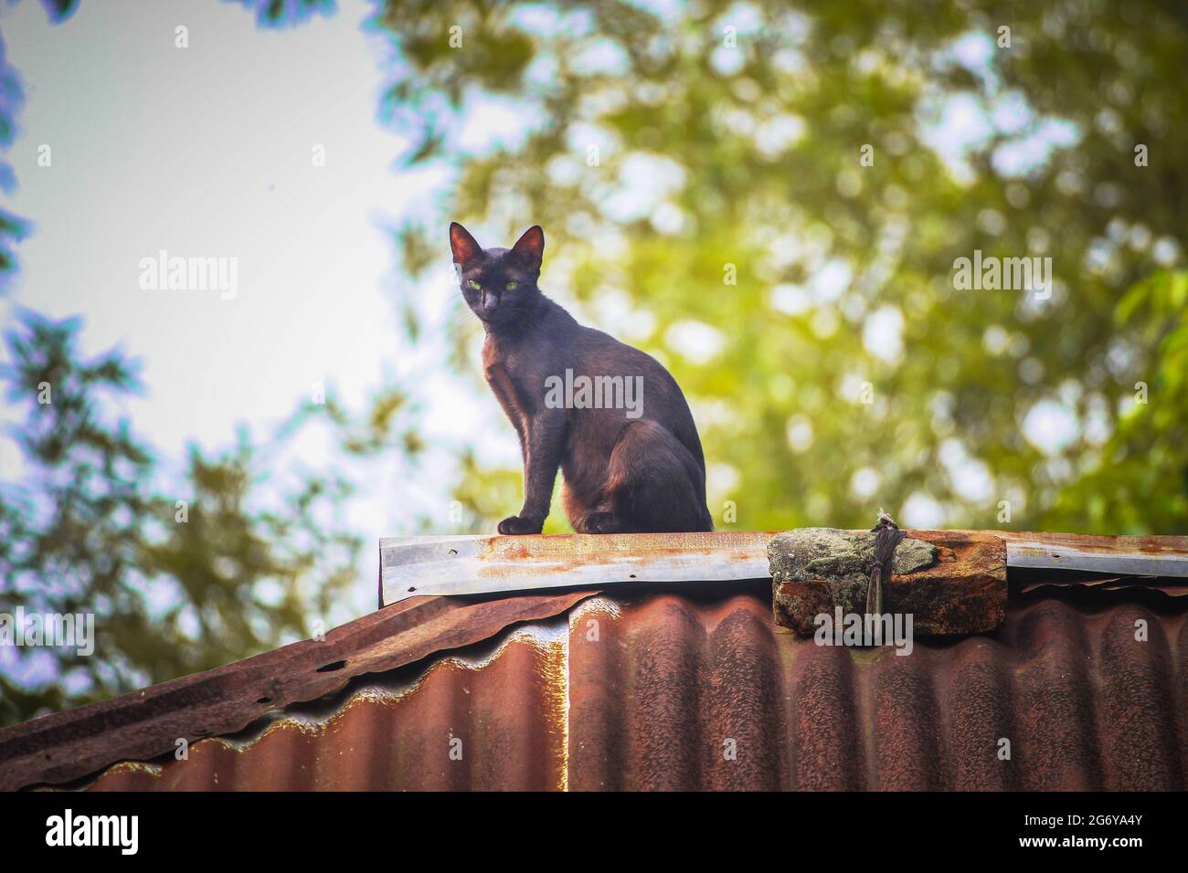 Un chat sur le toit de la maison Banque de photographies et d’images à ...
