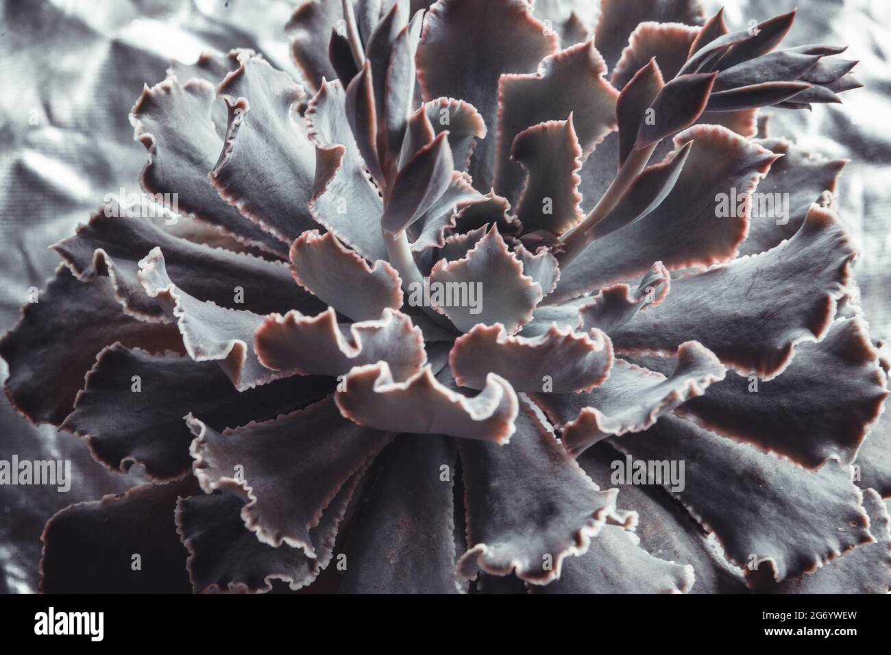 Purple echeveria succulent Banque de photographies et d’images à haute ...