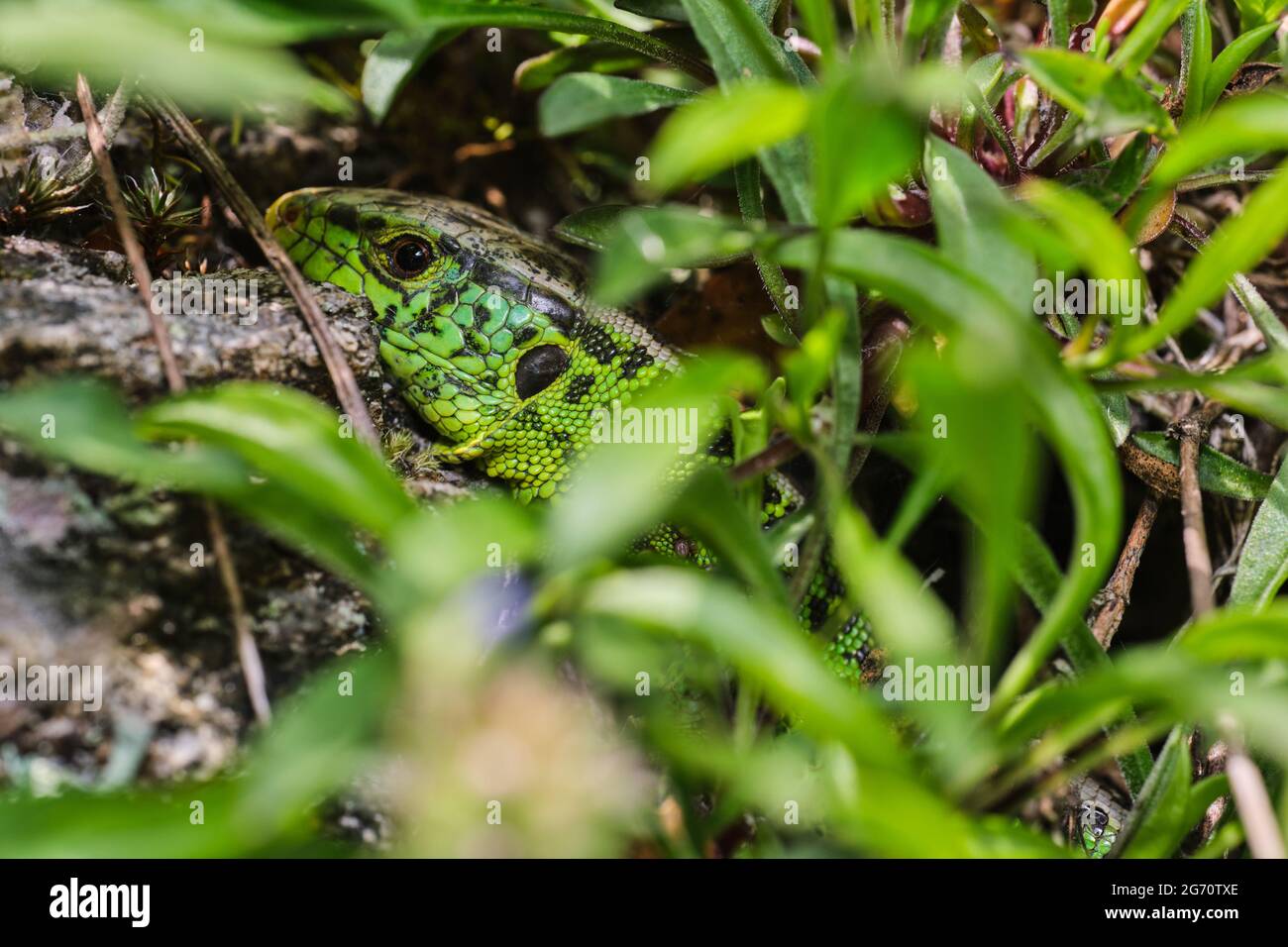 Female dragon Banque de photographies et d’images à haute résolution ...