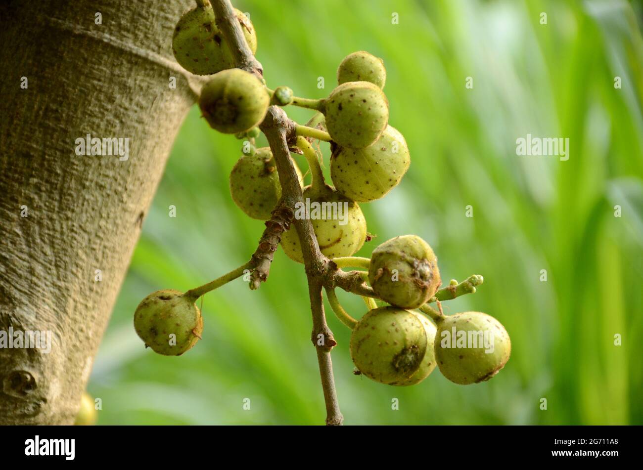 gros plan sur le bouquet de fruits mûrs d'arbre vert jaune avec des ...