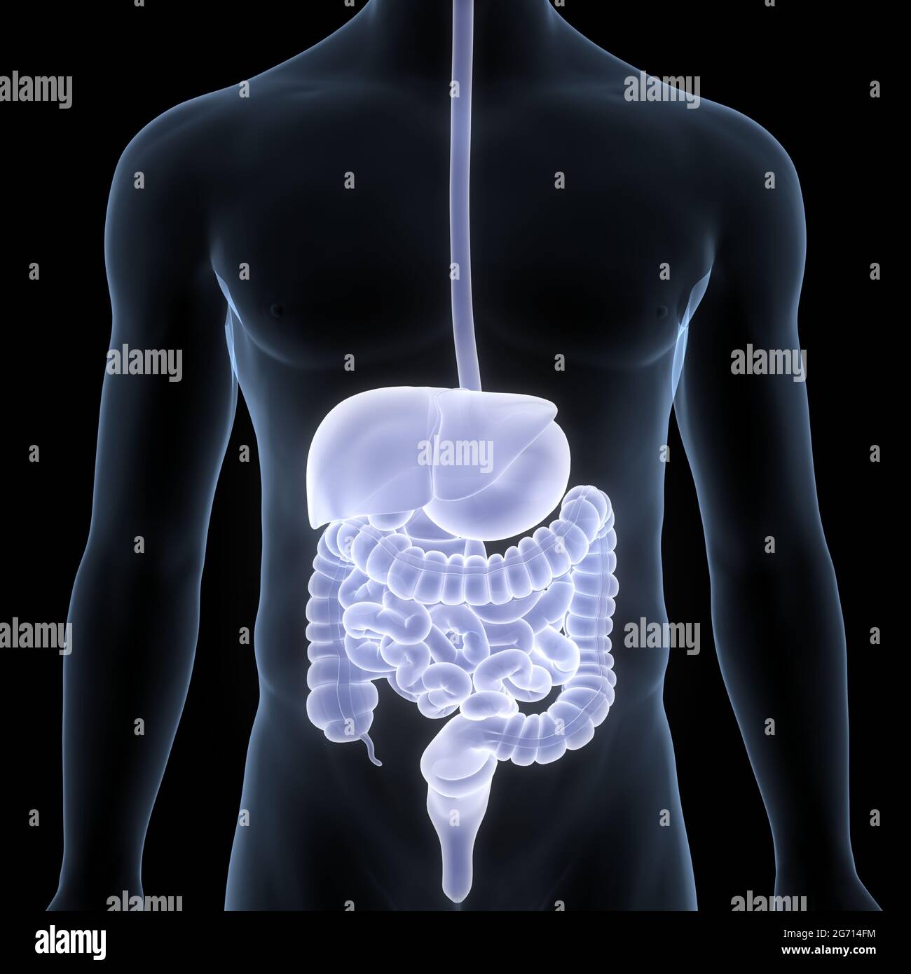 Anatomie Du Système Digestif Humain Photo Stock Alamy