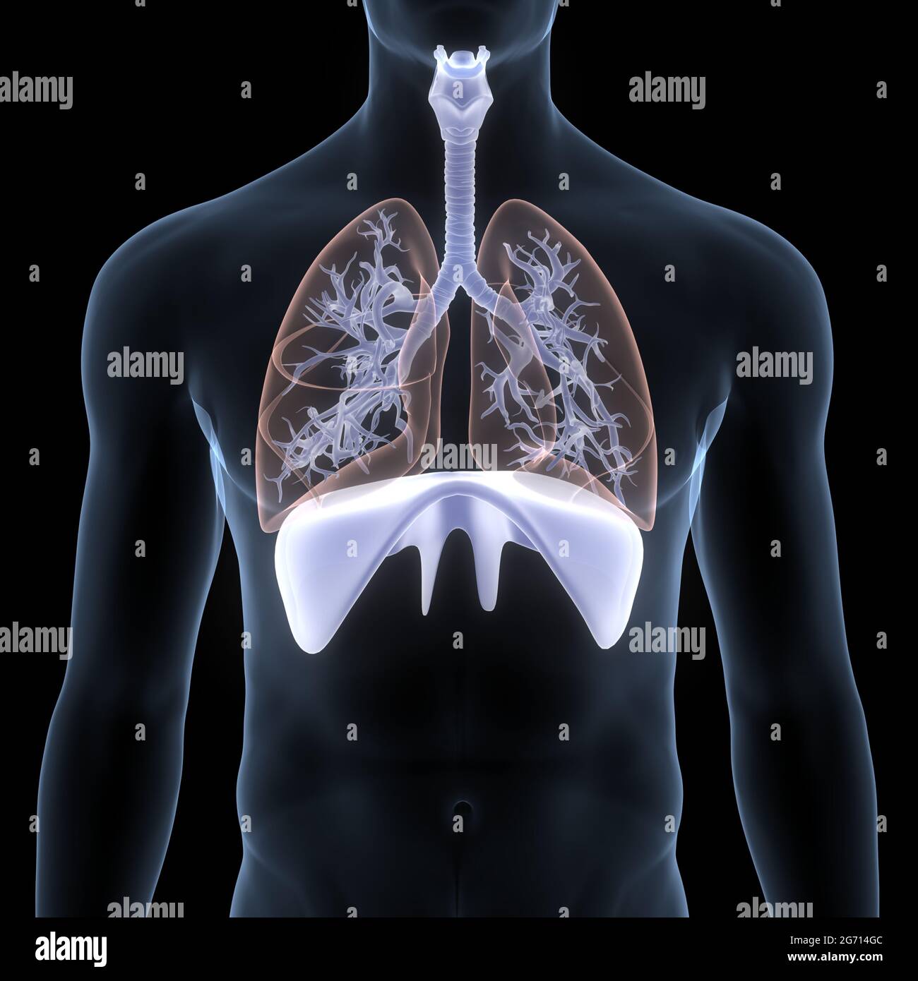 Poumons du système respiratoire humain avec anatomie du diaphragme ...
