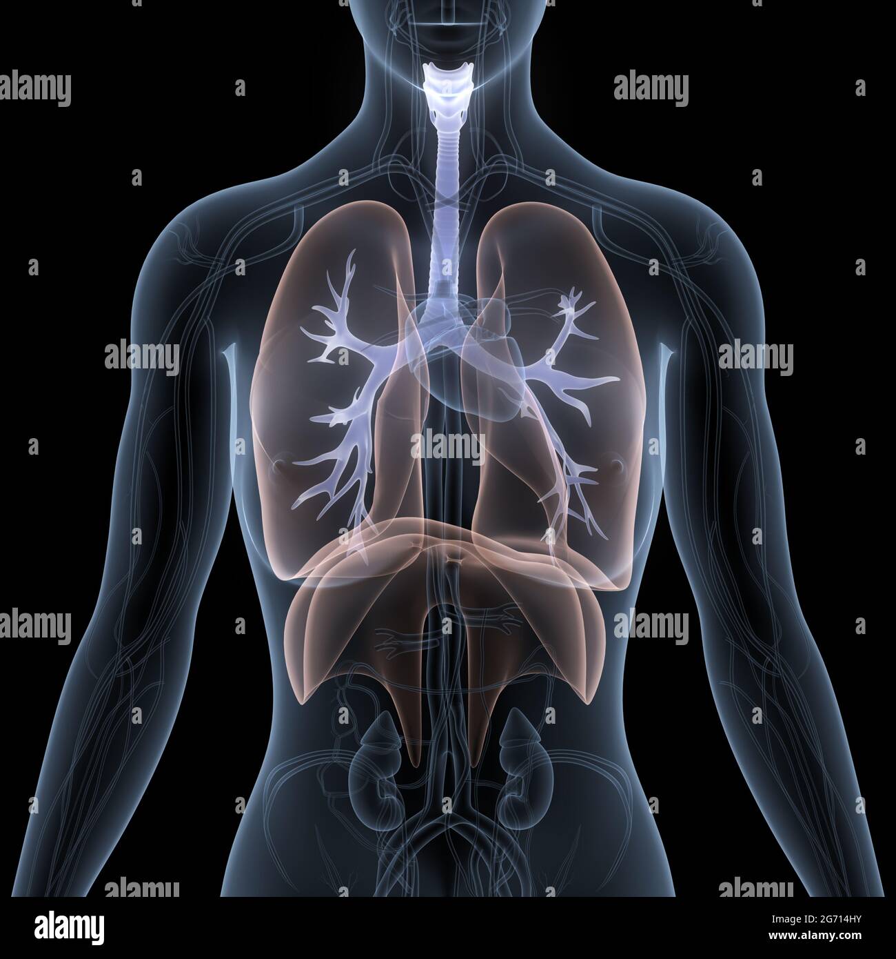 Poumons du système respiratoire humain avec anatomie du diaphragme ...
