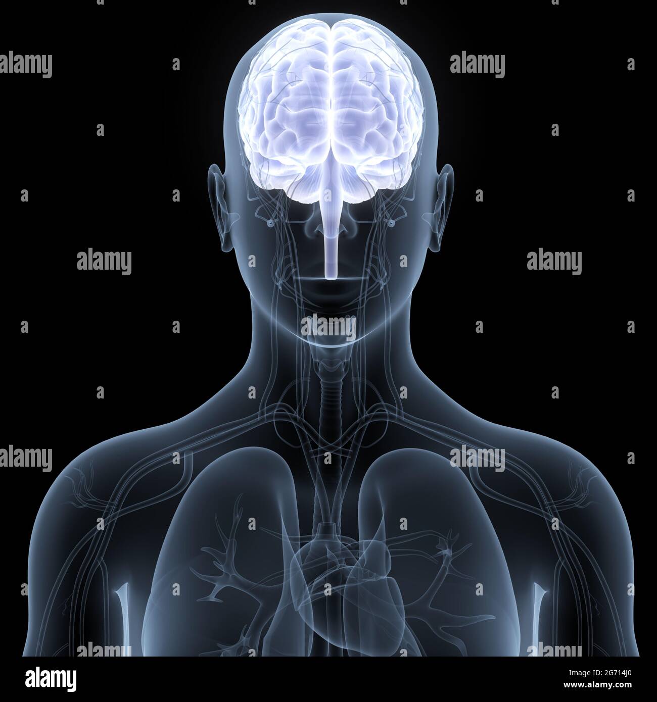 Organe central du système nerveux humain Brian Anatomy Photo Stock - Alamy
