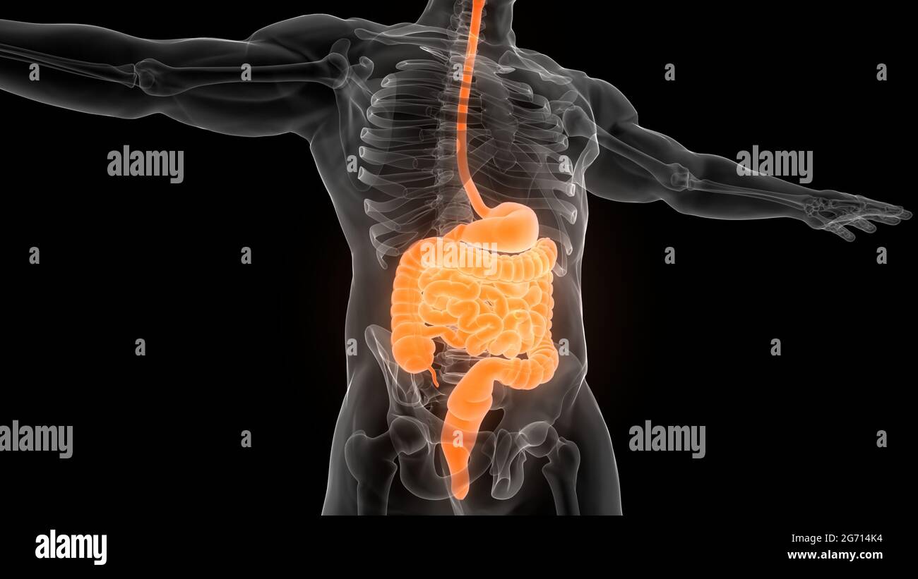 Anatomie du système digestif humain Photo Stock - Alamy