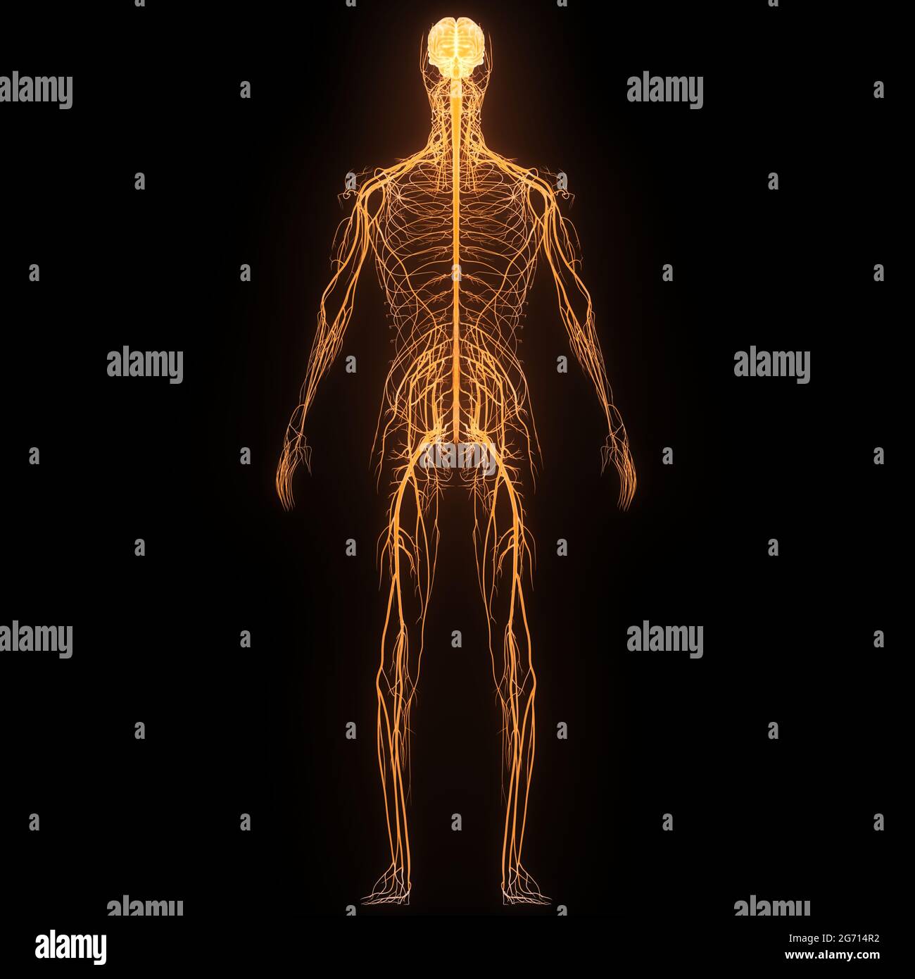 Organe central du système nerveux humain Brian Anatomy Photo Stock - Alamy