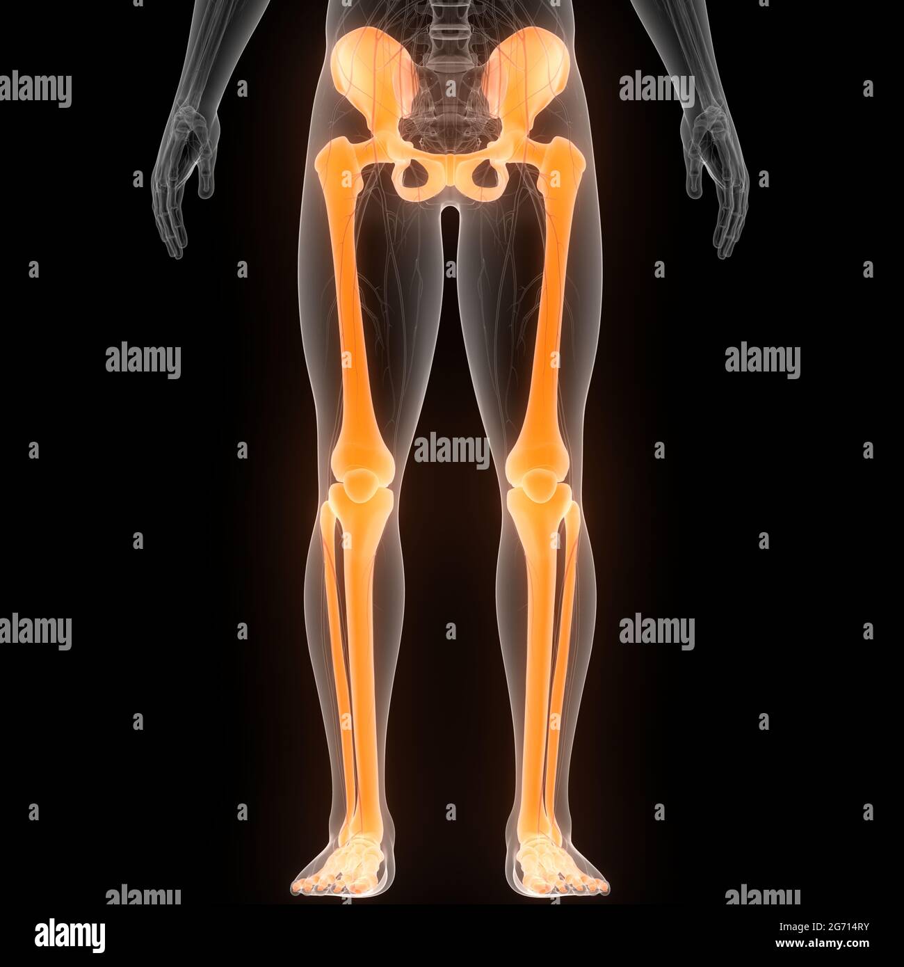 Système De Squelette Humain Membres Inférieurs Articulations Osseuses ...