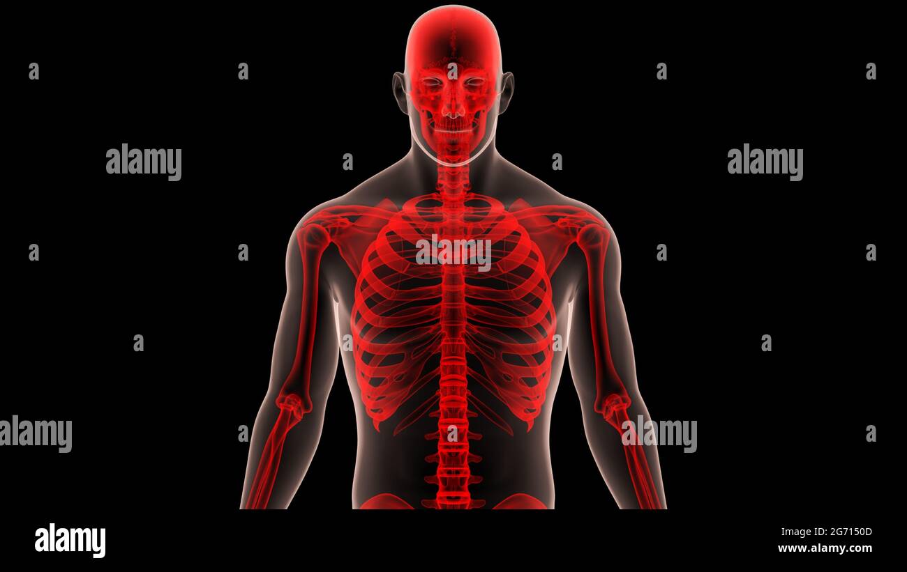 Système de squelette humain Anatomie des articulations des os Photo ...